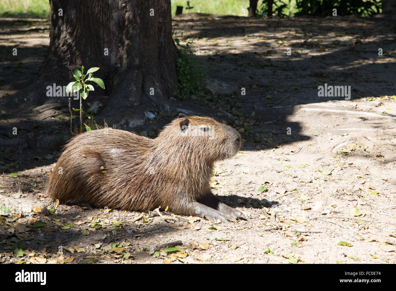 Capybara icon hi-res stock photography and images - Alamy