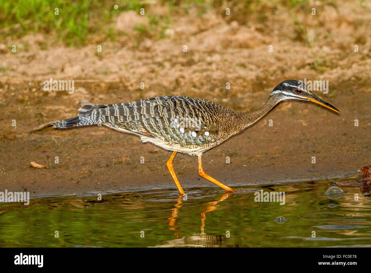 Sunbittern hi-res stock photography and images - Alamy