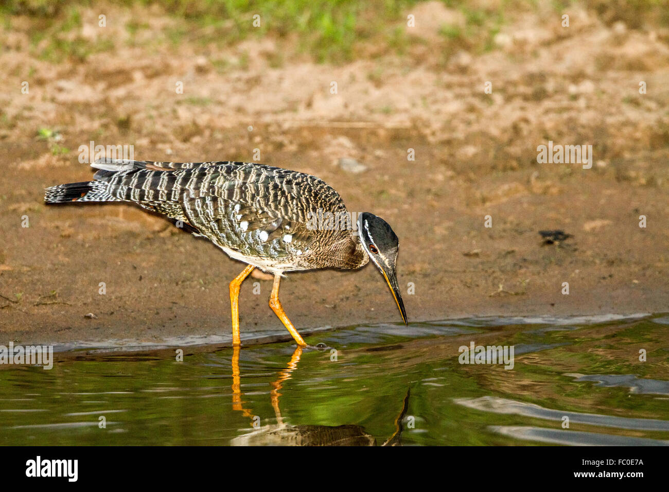 The sunbittern hi-res stock photography and images - Alamy