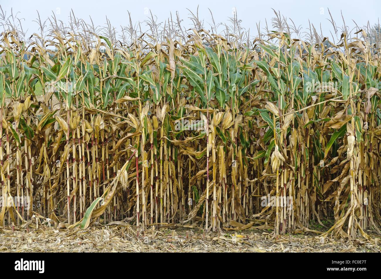 corn field before harvesting Stock Photo - Alamy