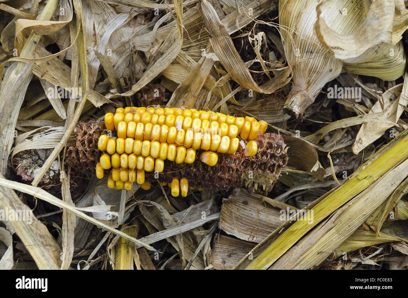 corncob at a harvested corn field Stock Photo - Alamy