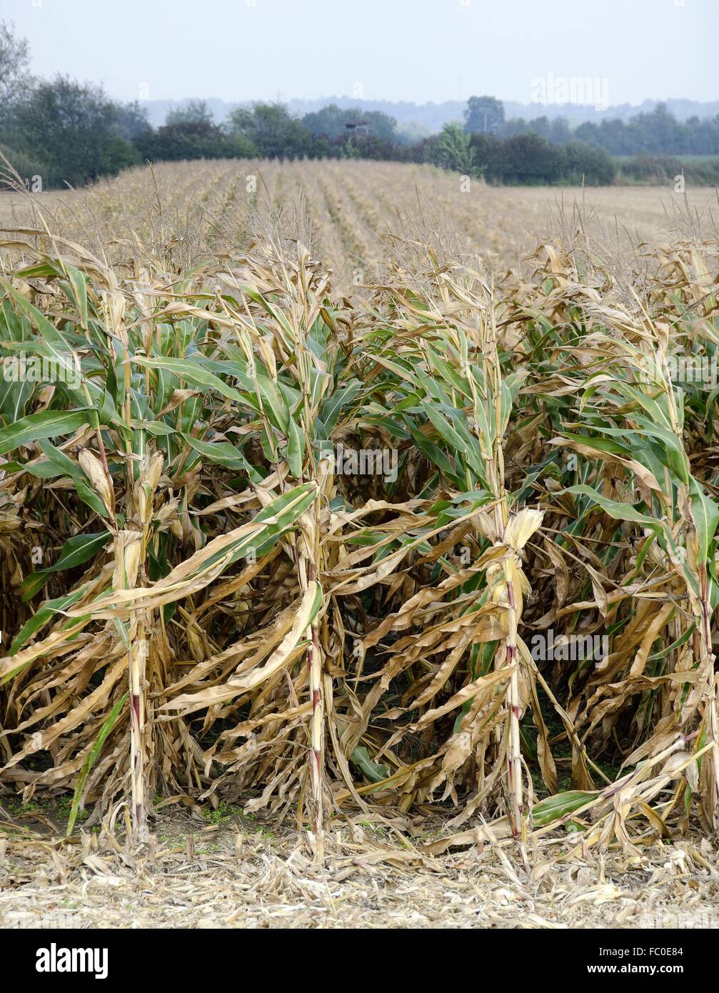 Agriculture harvesting gleaning hi-res stock photography and images - Alamy