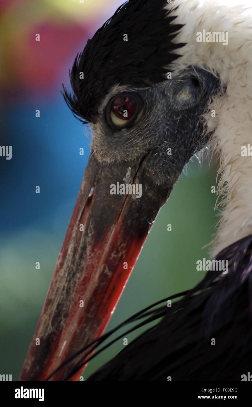 Bunter storch hi-res stock photography and images - Alamy