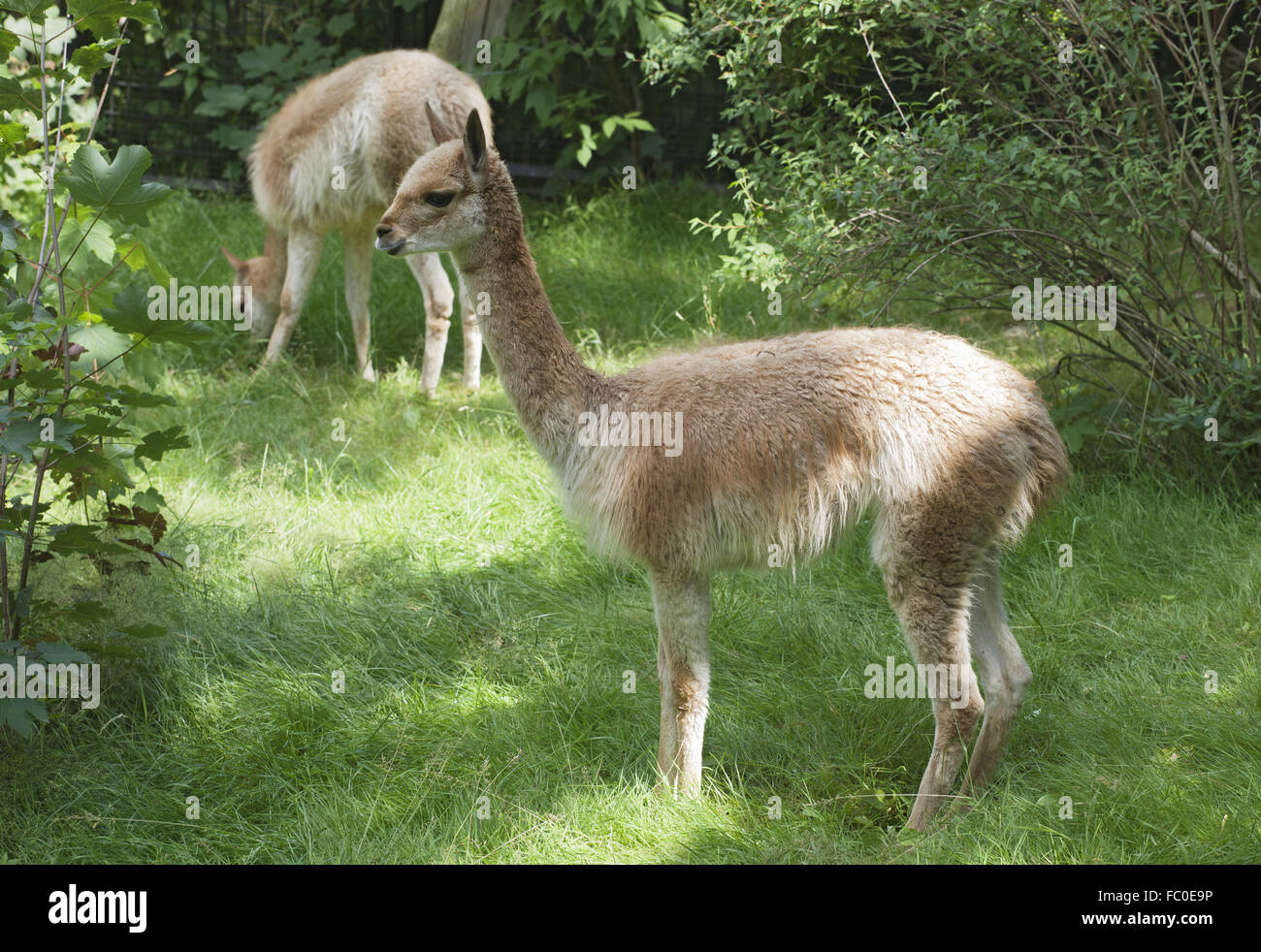 Young guanaco in profile in a zoo Stock Photo - Alamy