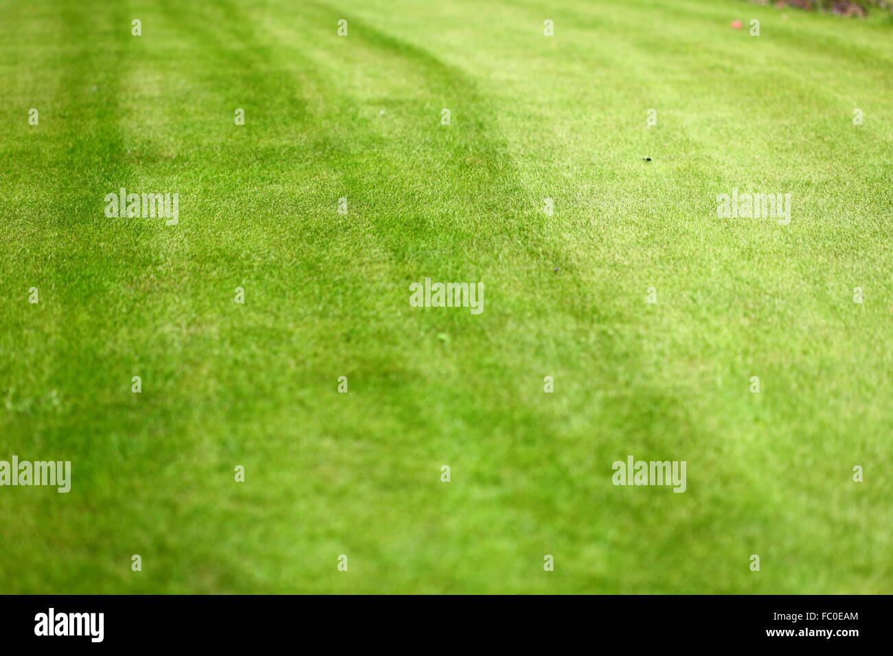 grass field texture background Stock Photo - Alamy