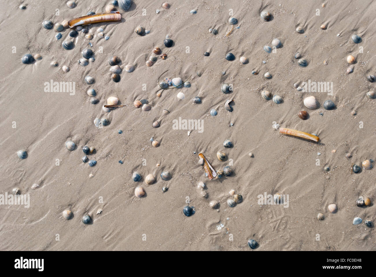 shells at the beach background Stock Photo - Alamy