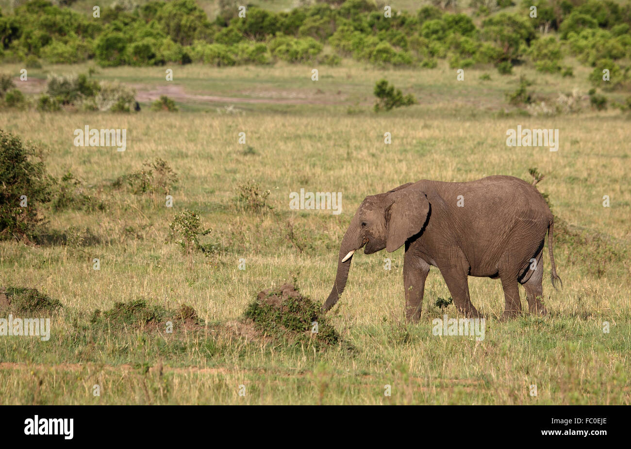 Elefant kind hi-res stock photography and images - Alamy