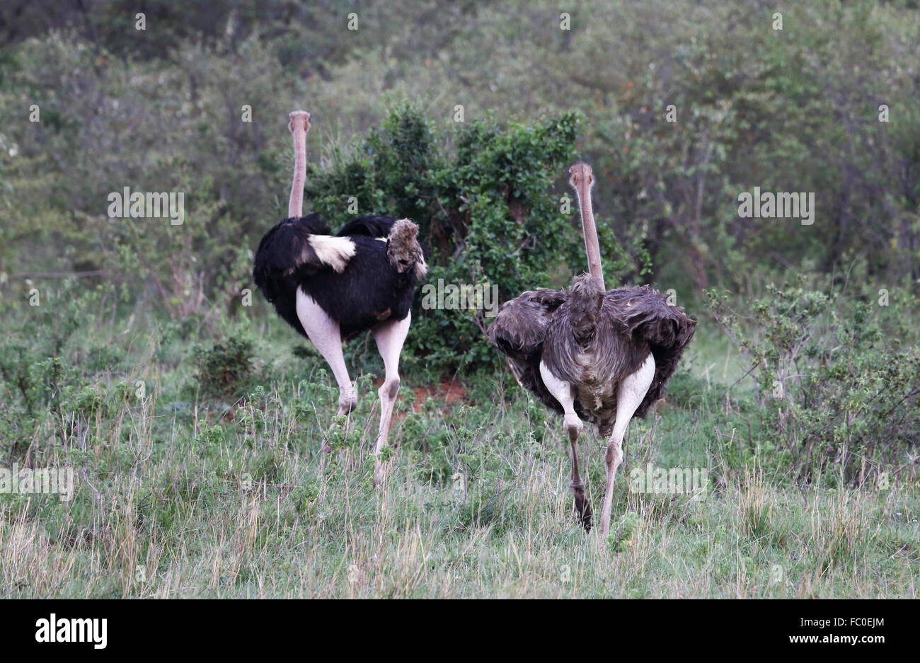 Ostrich child hi-res stock photography and images - Alamy