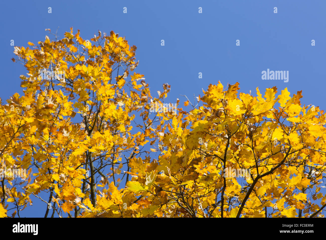 fall foliage of oak Stock Photo - Alamy