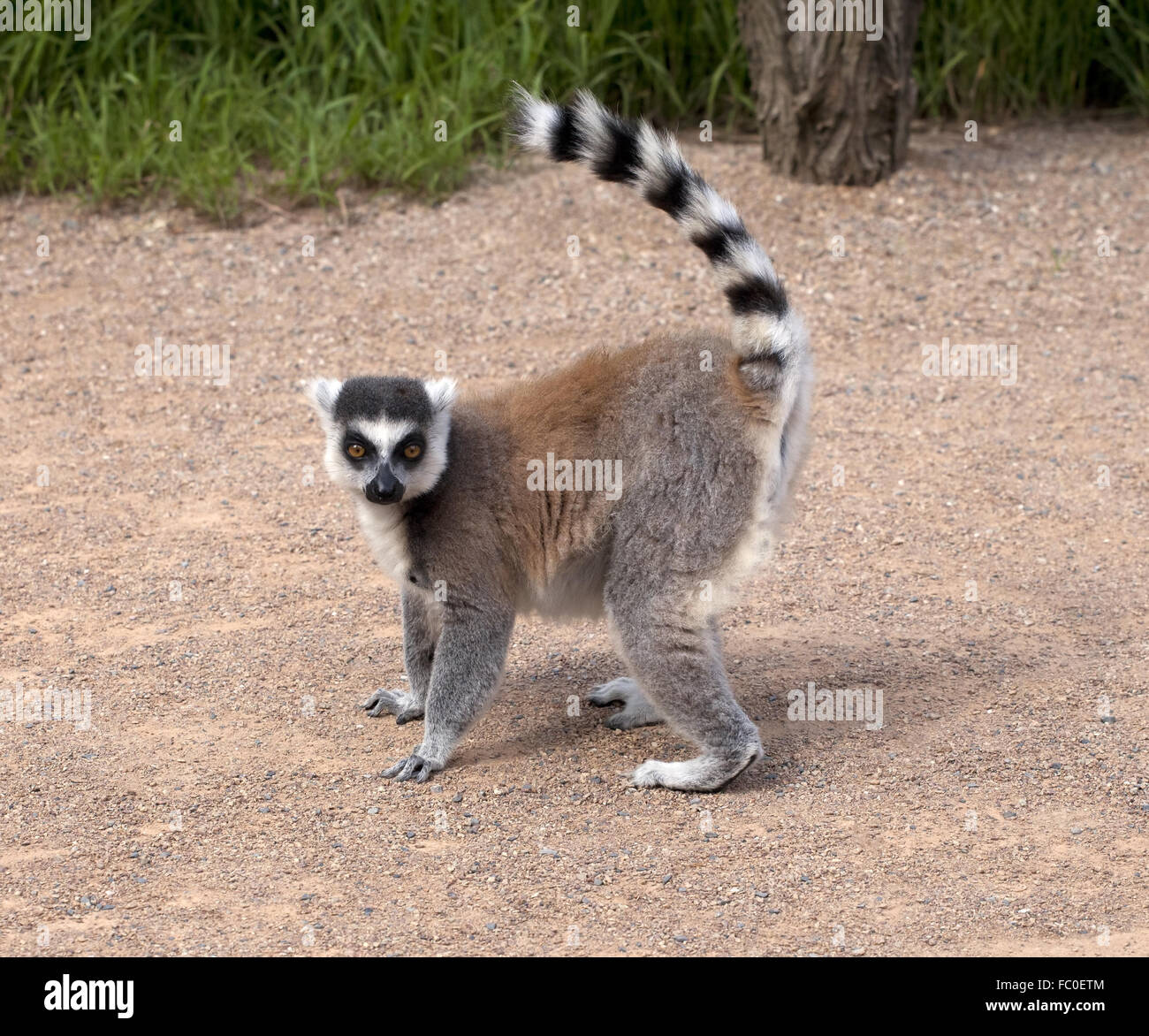 Lemur on a walking path in a zoo Stock Photo - Alamy