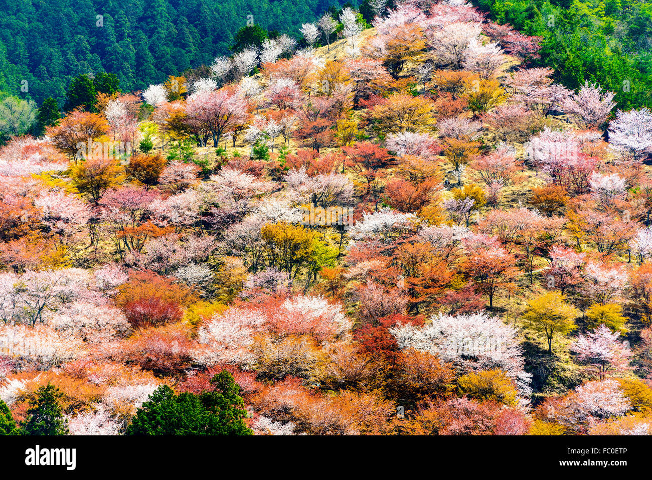 Yoshinoyama, Nara, Japan springtime hillside Stock Photo - Alamy