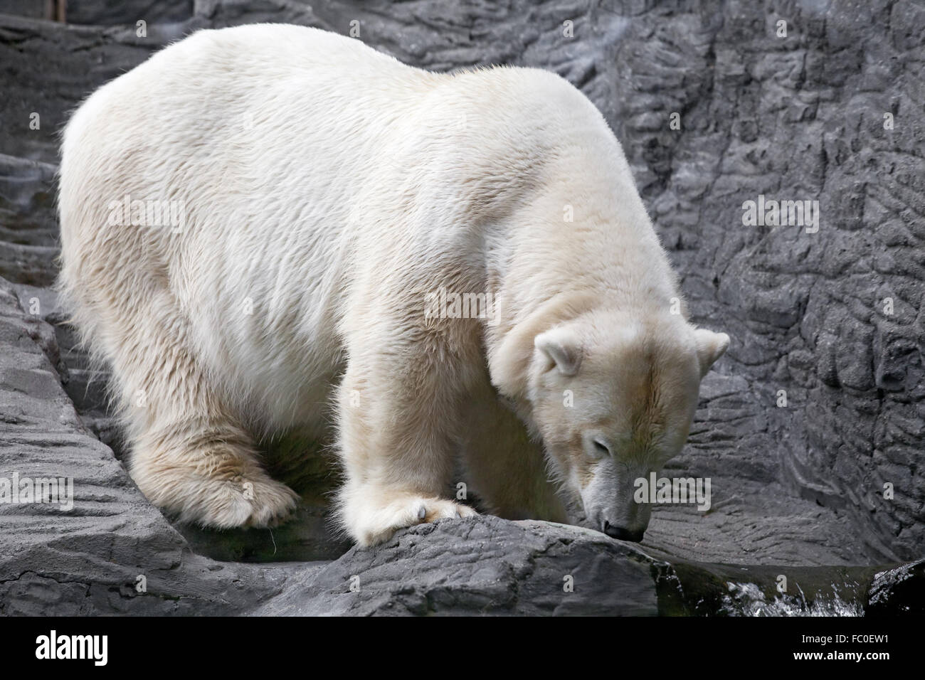 Bear Drinking Water High Resolution Stock Photography and Images - Alamy