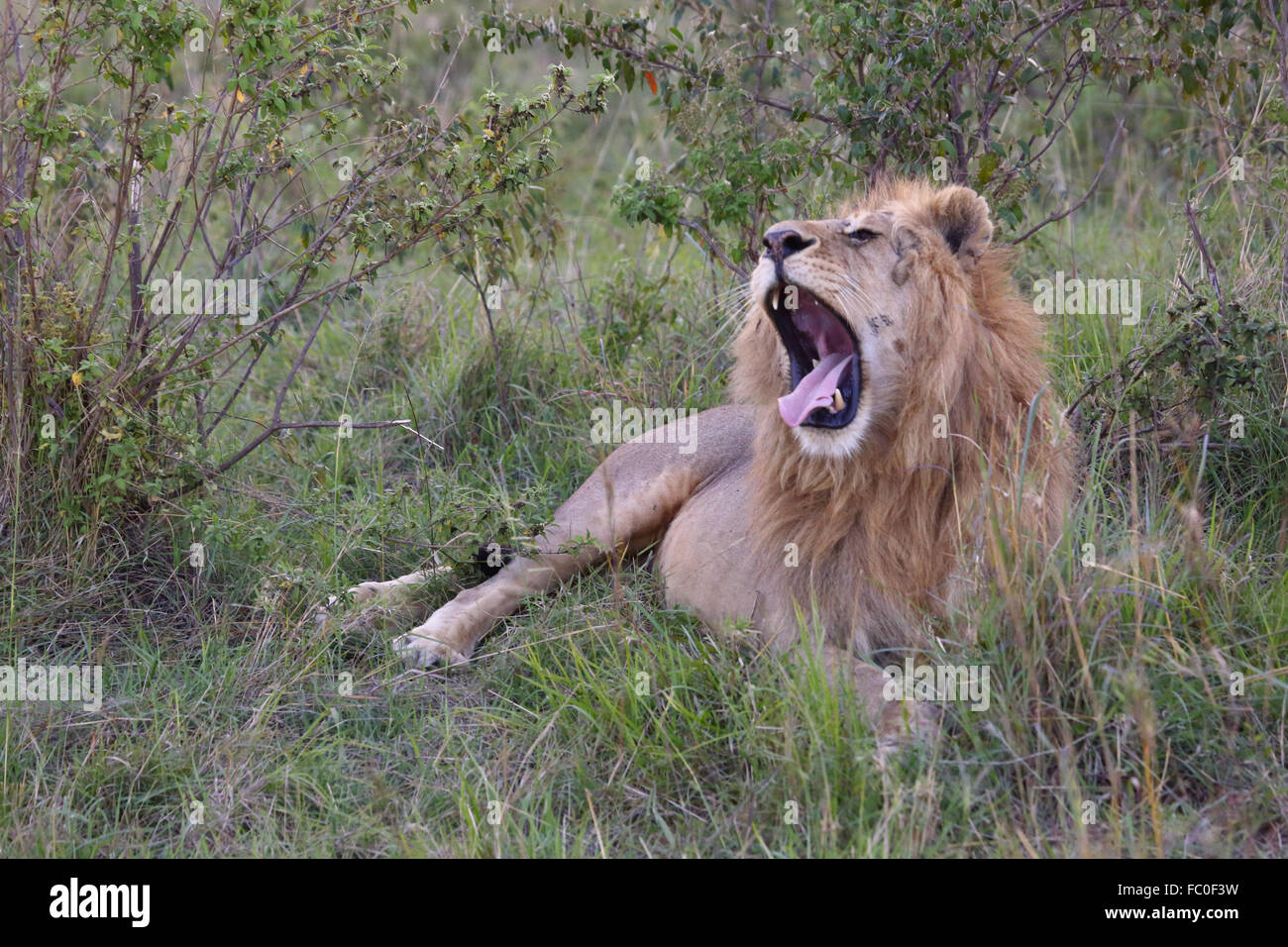 Lion baby teeth hi-res stock photography and images - Alamy