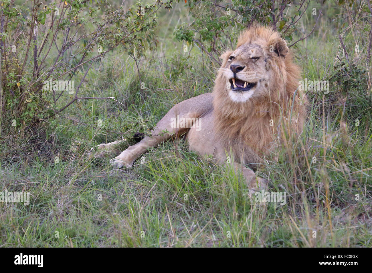 Angry lion hi-res stock photography and images - Alamy