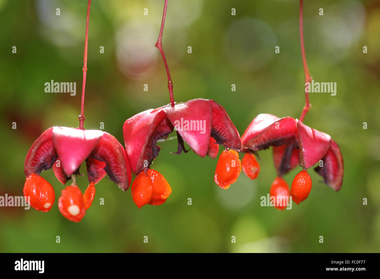 Euonymus europaea hi-res stock photography and images - Alamy