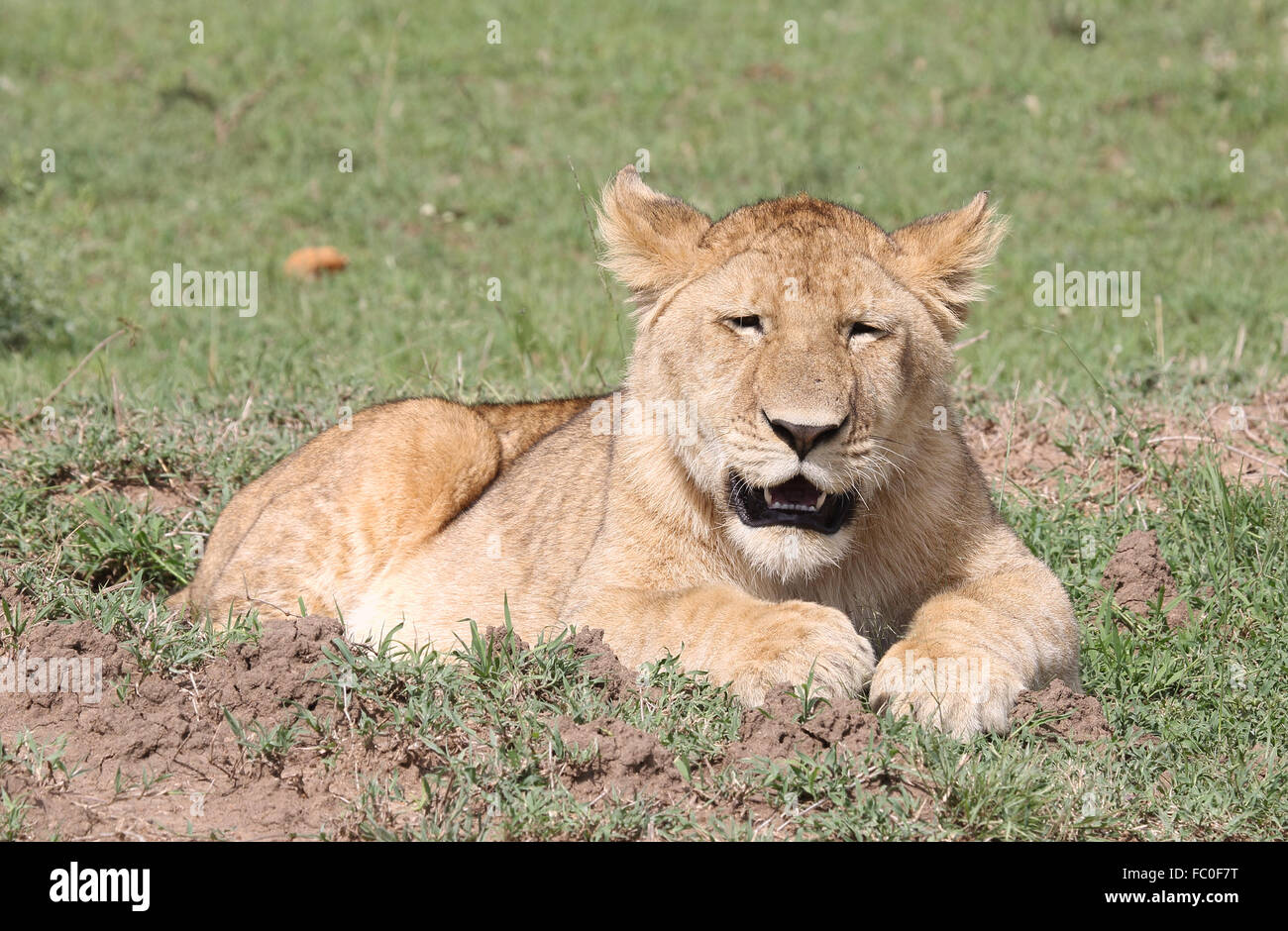 Tired lion hi-res stock photography and images - Alamy