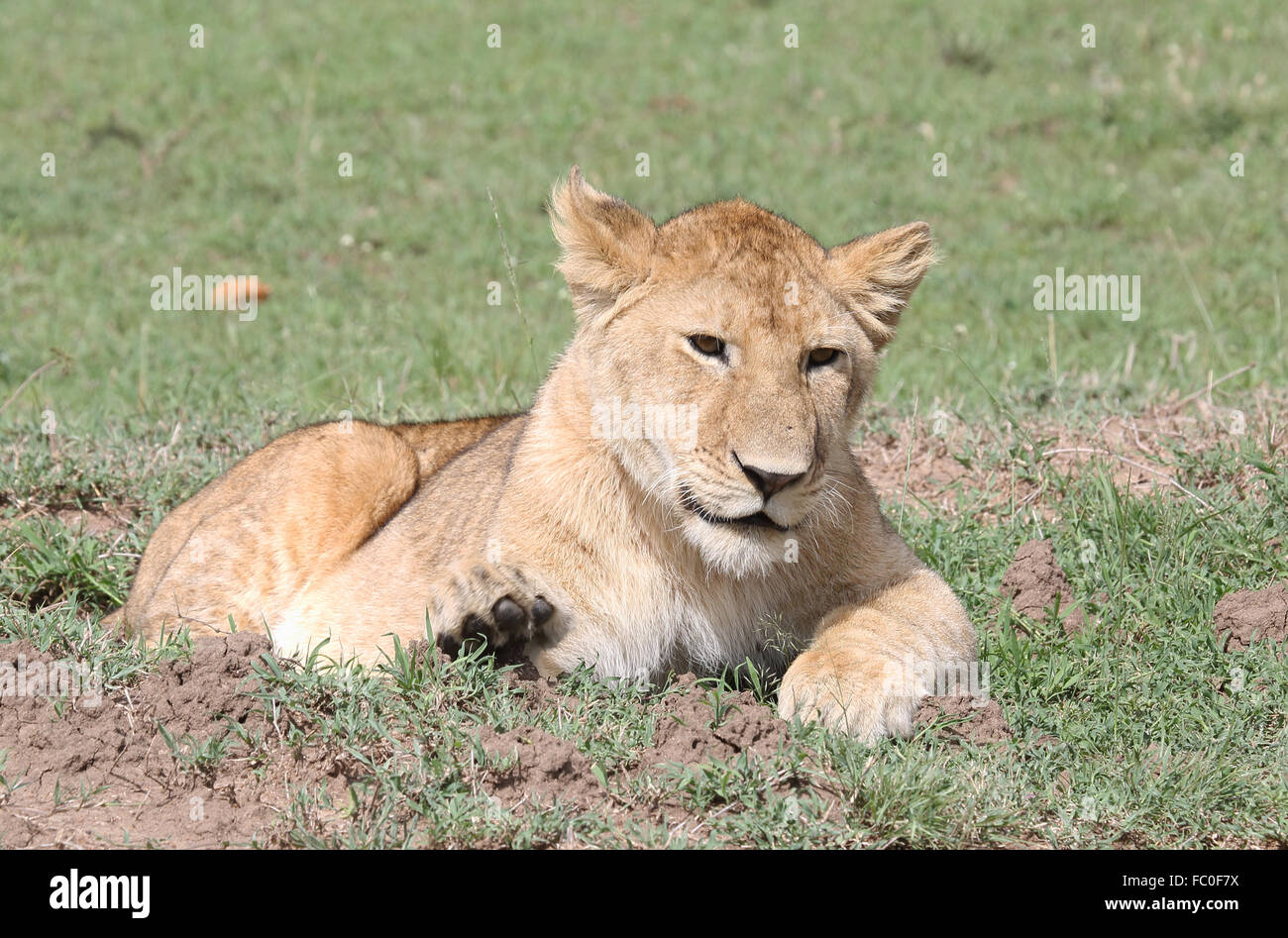 Cute lion hi-res stock photography and images - Alamy