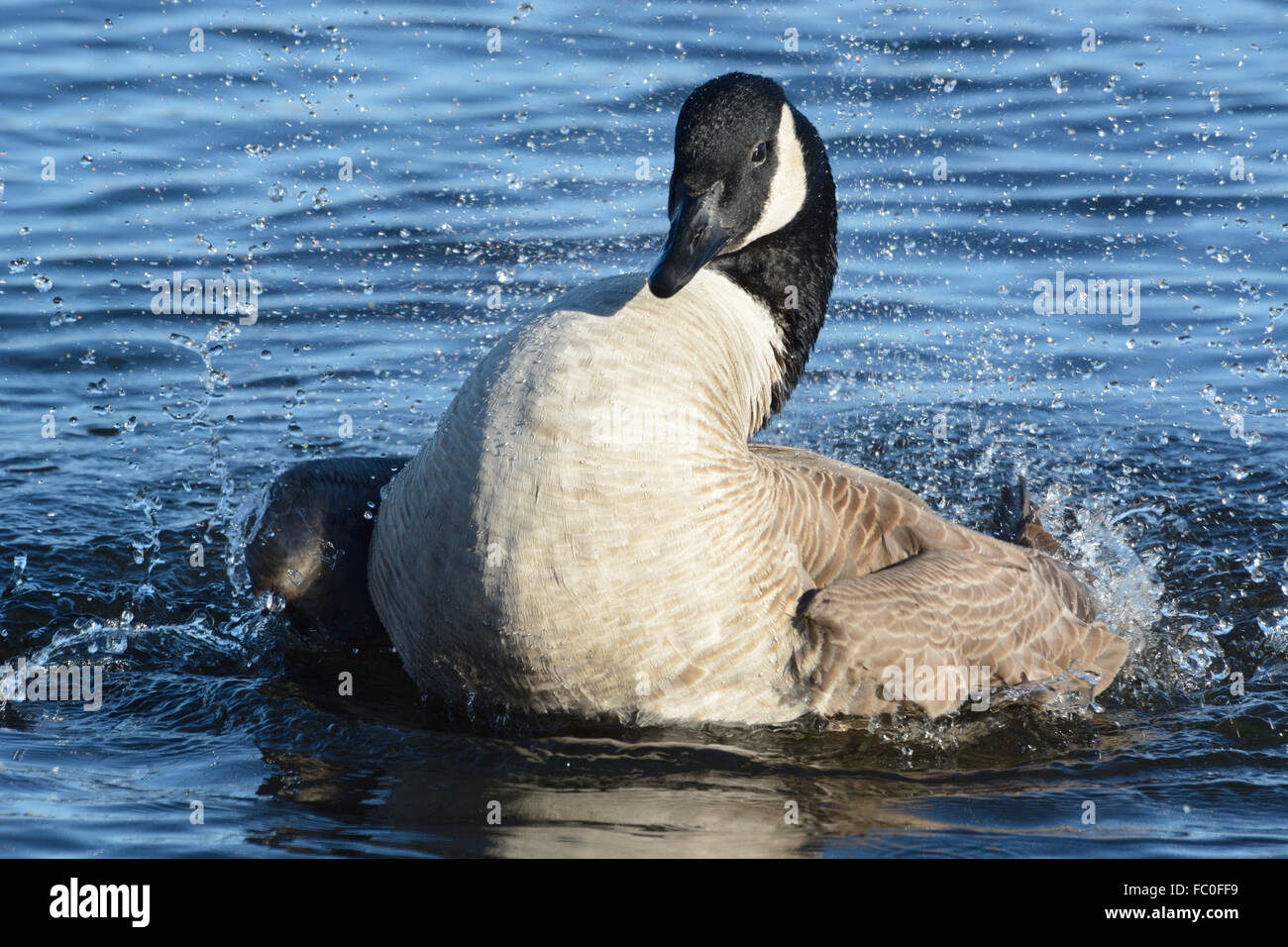Canada goose bathing hi-res stock photography and images - Alamy