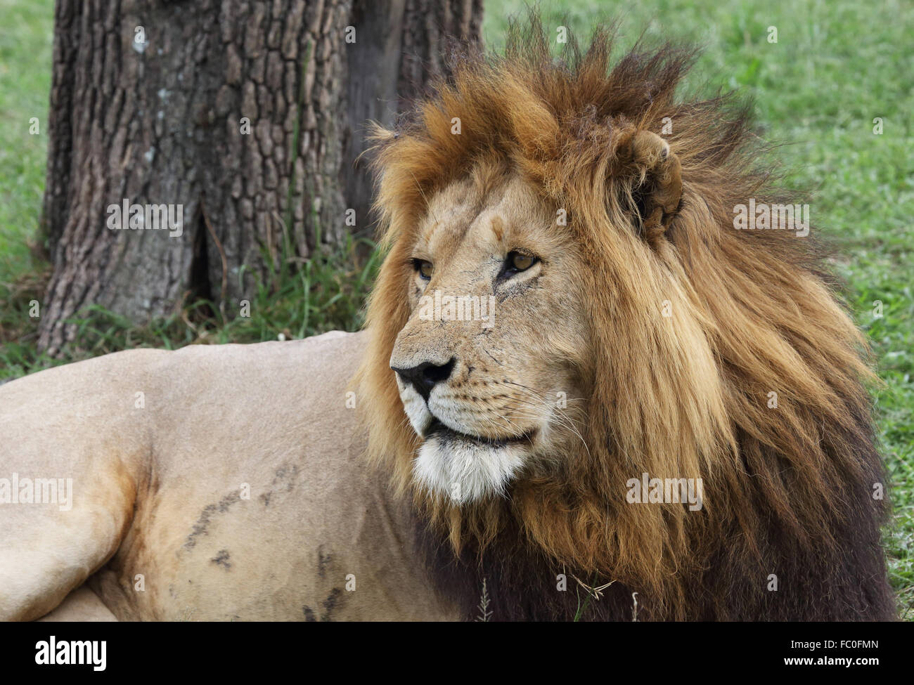 portrait of a lion Stock Photo - Alamy