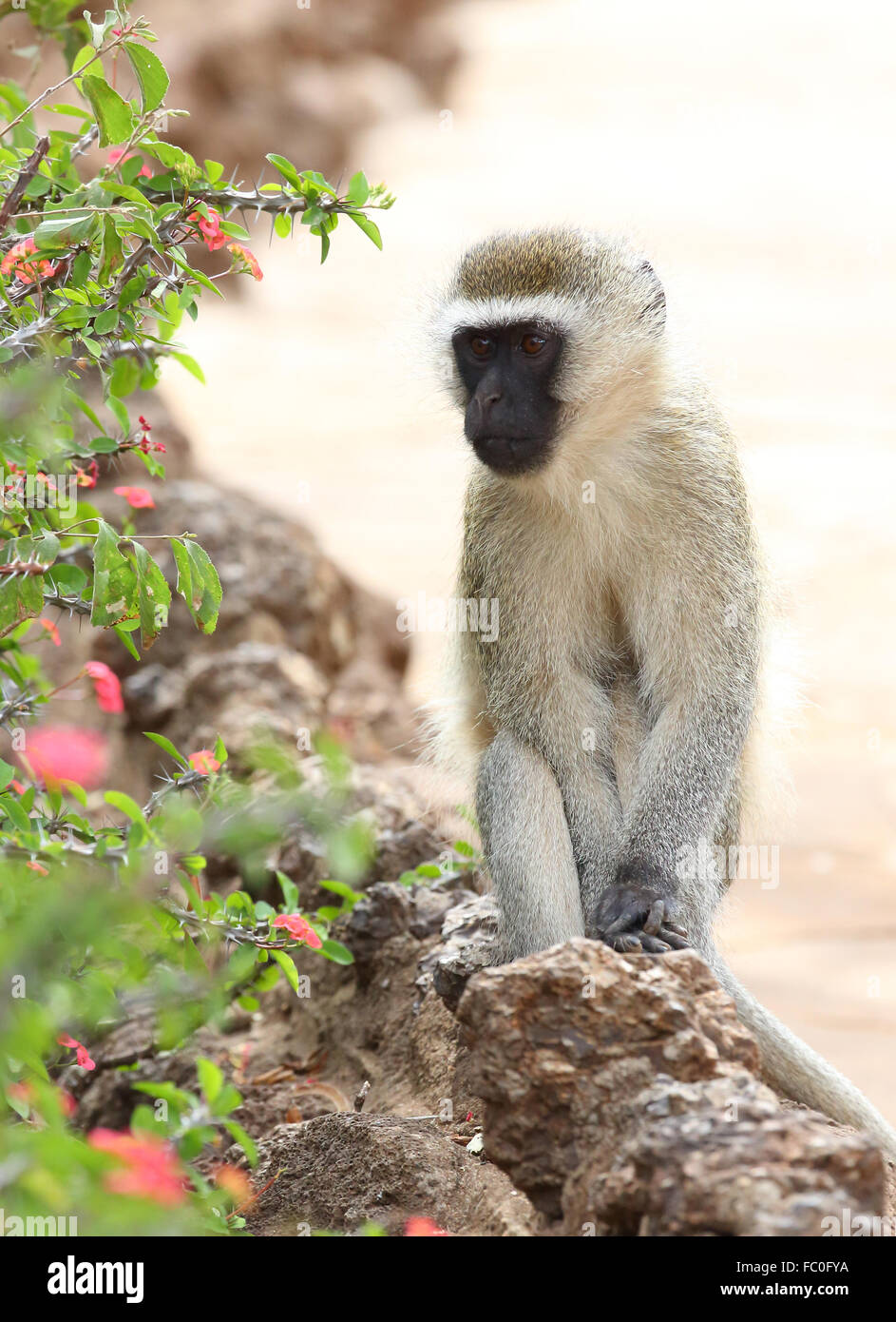 Little white monkey hi-res stock photography and images - Alamy