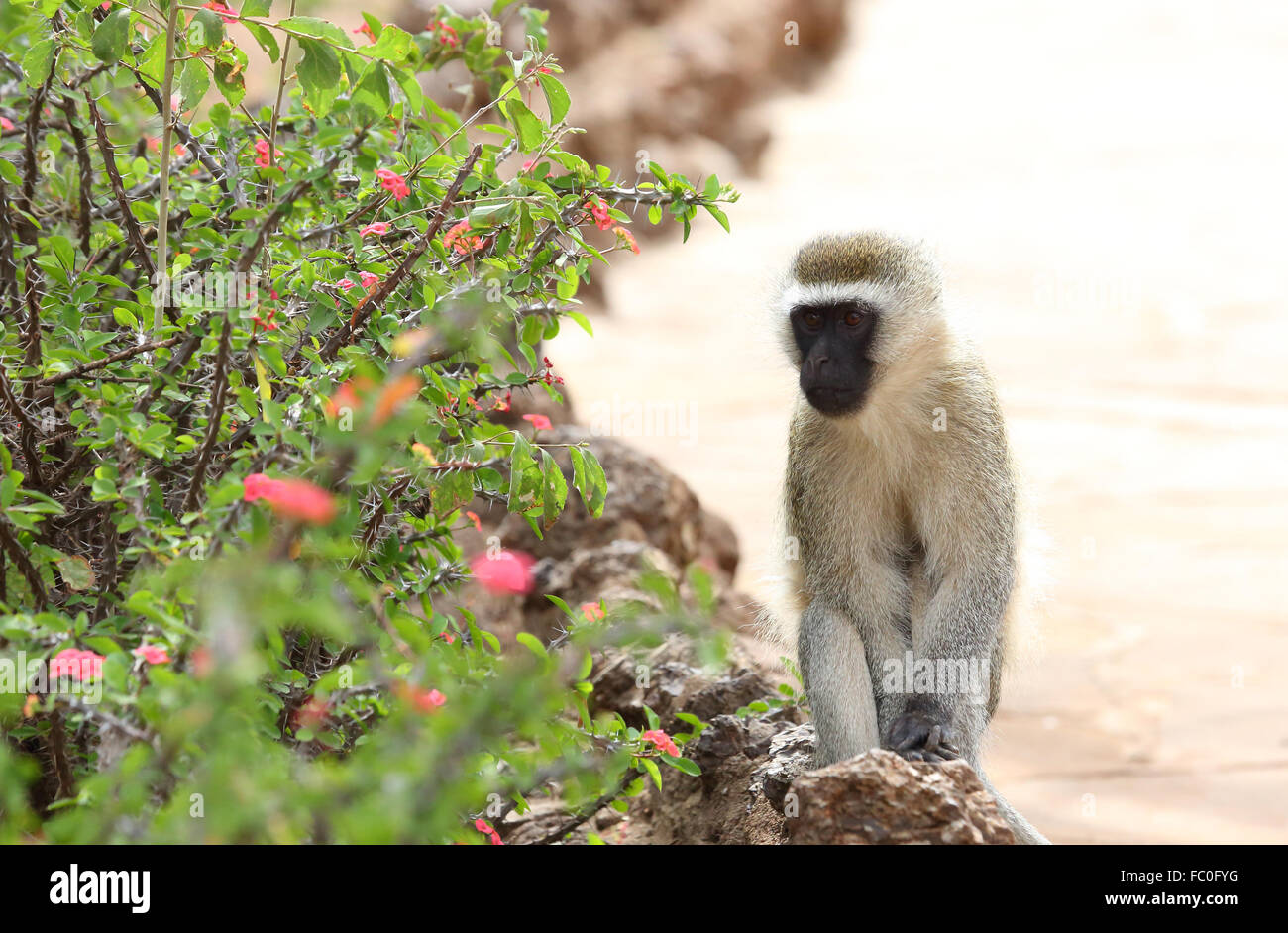Little white monkey hi-res stock photography and images - Alamy