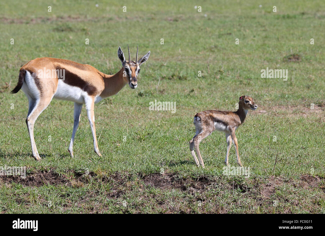 Antelope with its child Stock Photo - Alamy