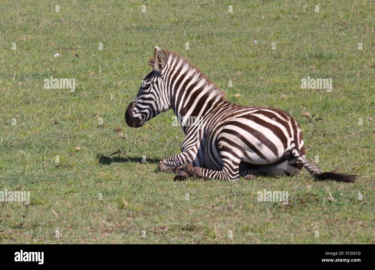 Lazy kenya hi-res stock photography and images - Alamy