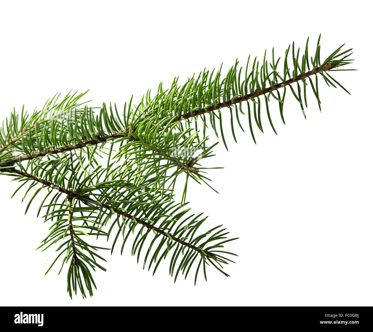 Branch spruce hi-res stock photography and images - Alamy
