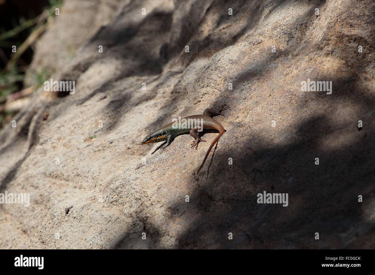 A male Five-lined Mabuya Stock Photo - Alamy