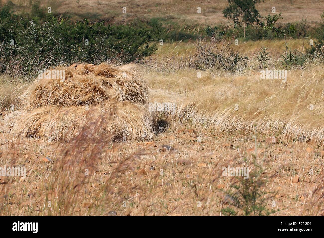 Ethiopia teff farm hi-res stock photography and images - Alamy