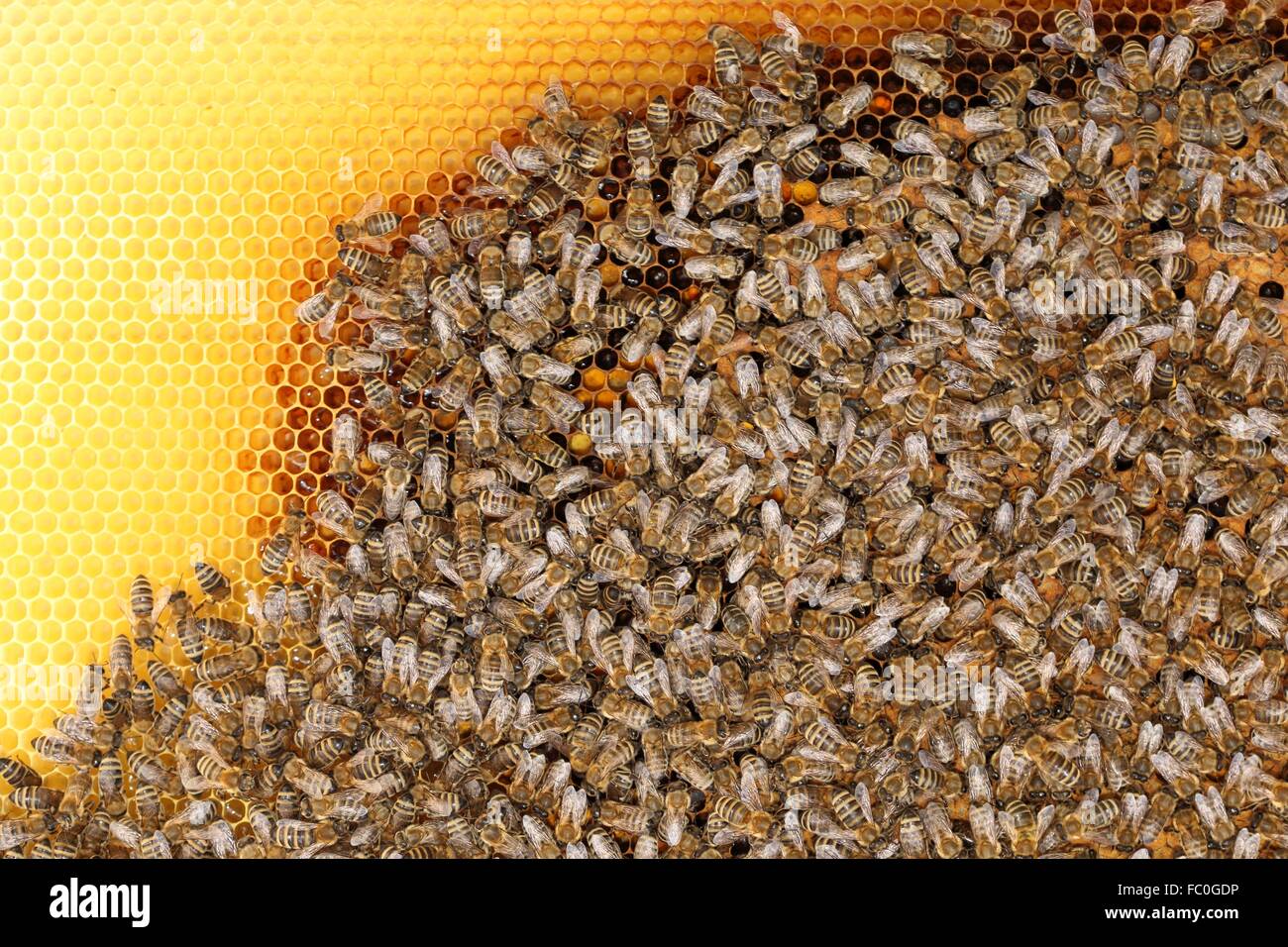 big bee hive Stock Photo - Alamy