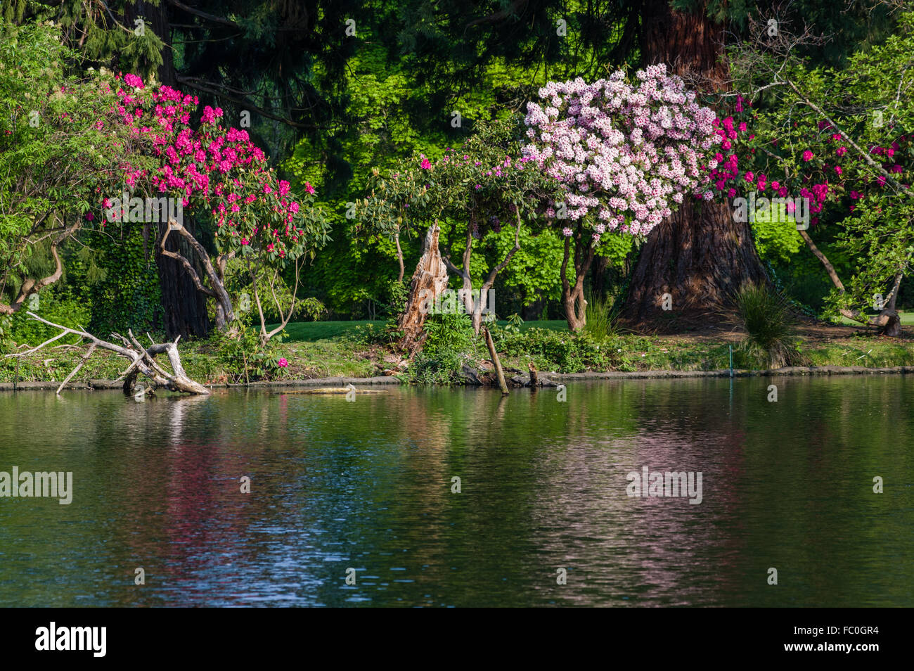 Rhododendron plants blooing at Crystal Springs Rhododendron Garden ...