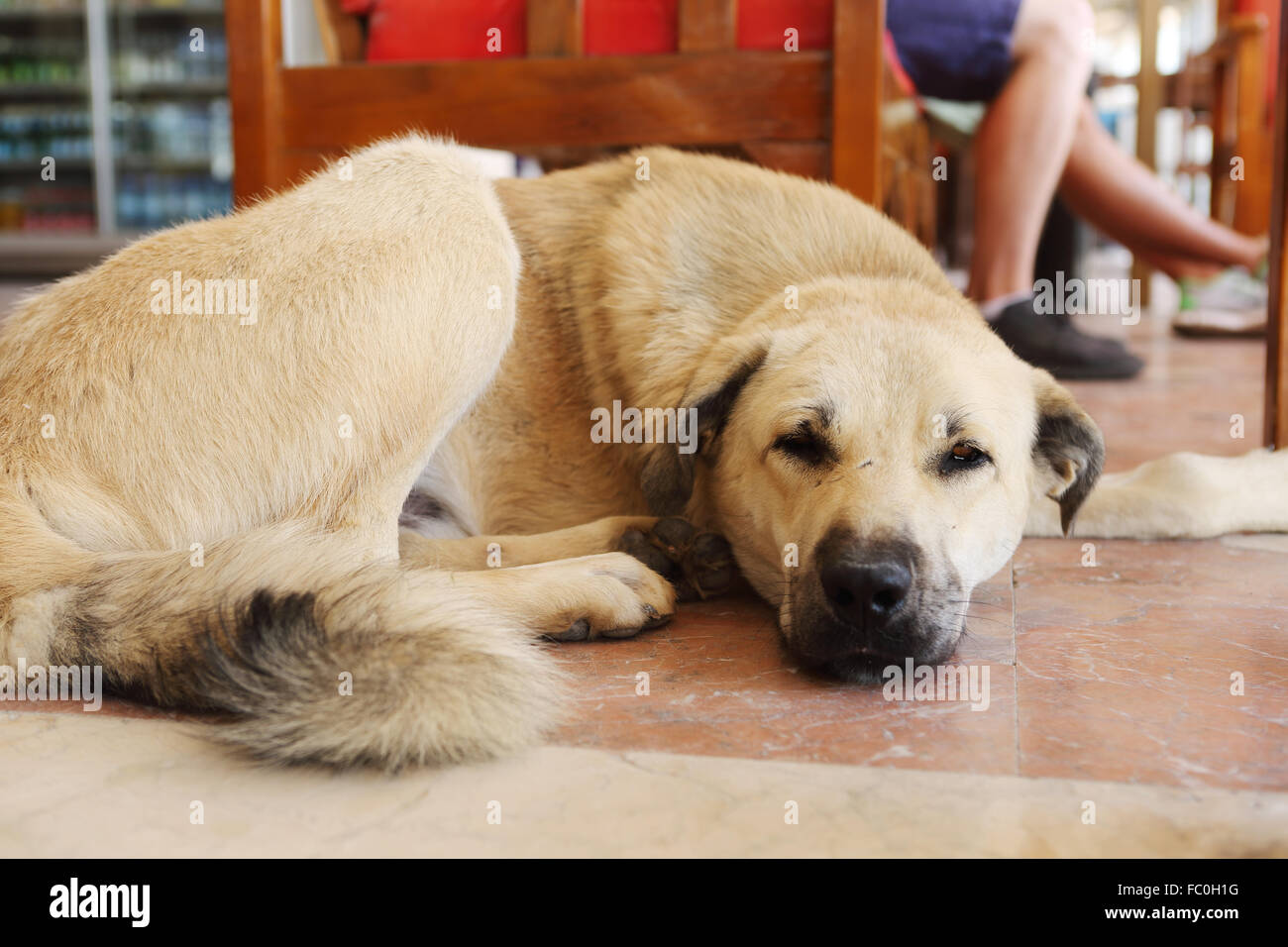 Dog with scar hi-res stock photography and images - Alamy