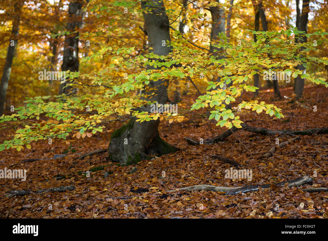 Fagus forest branches fagaceae hi-res stock photography and images - Alamy