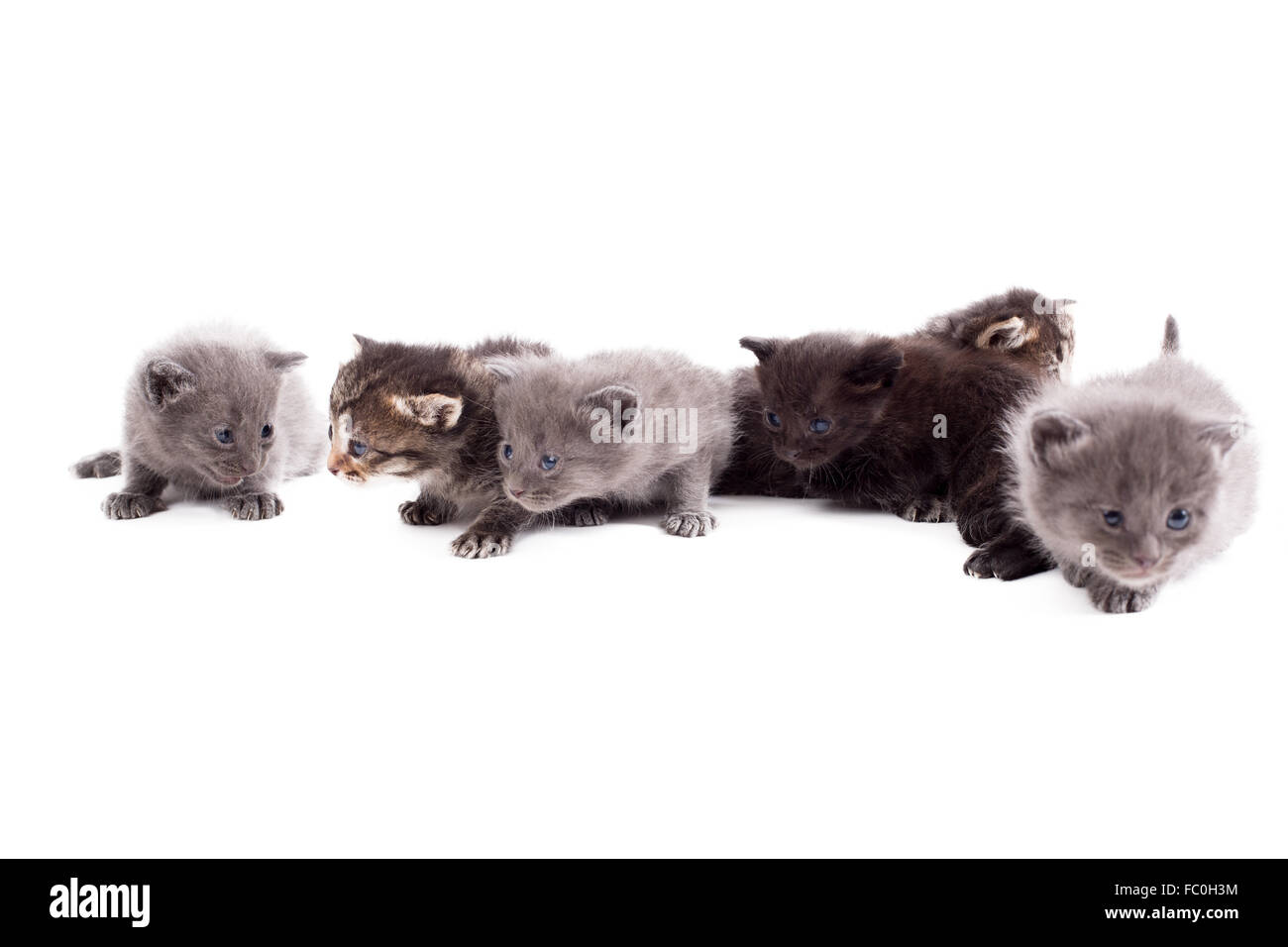 Many cute kittens, isolated on white Stock Photo - Alamy