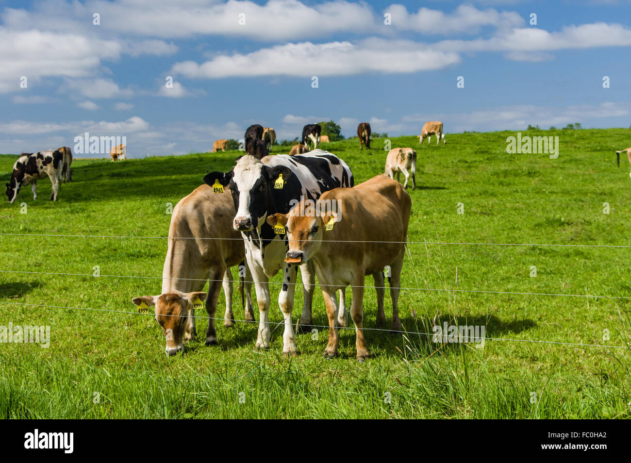 Cows in a pasture on a farm near Saint Paul, Oregon, USA Stock Photo ...