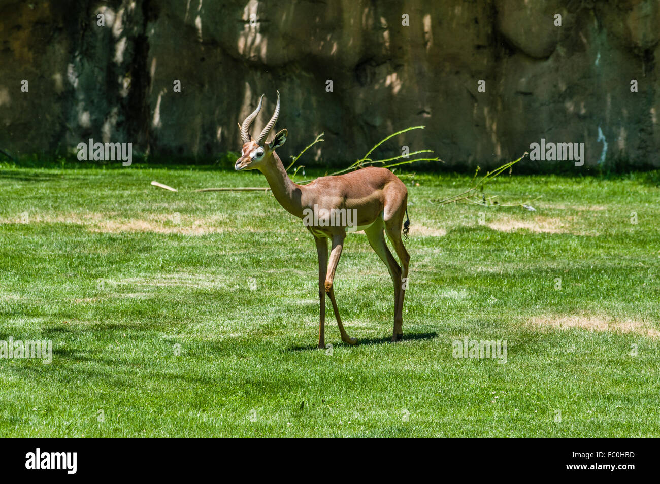 Spekes gazelle, Gazelli speki, at the Oregon Zoo, Portland, Oregon, USA ...