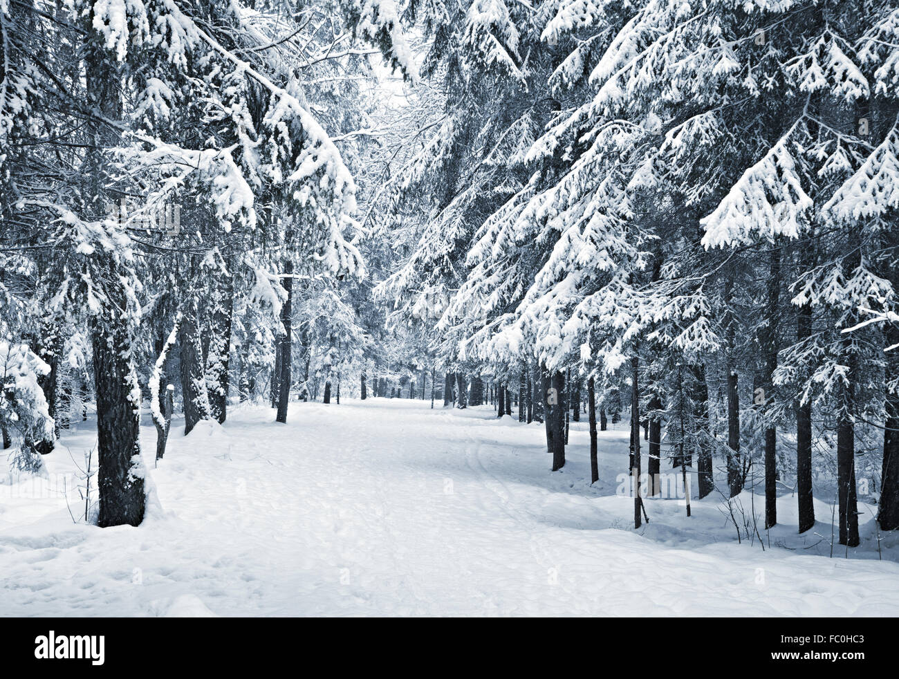 A path between trees covered with snow Stock Photo - Alamy