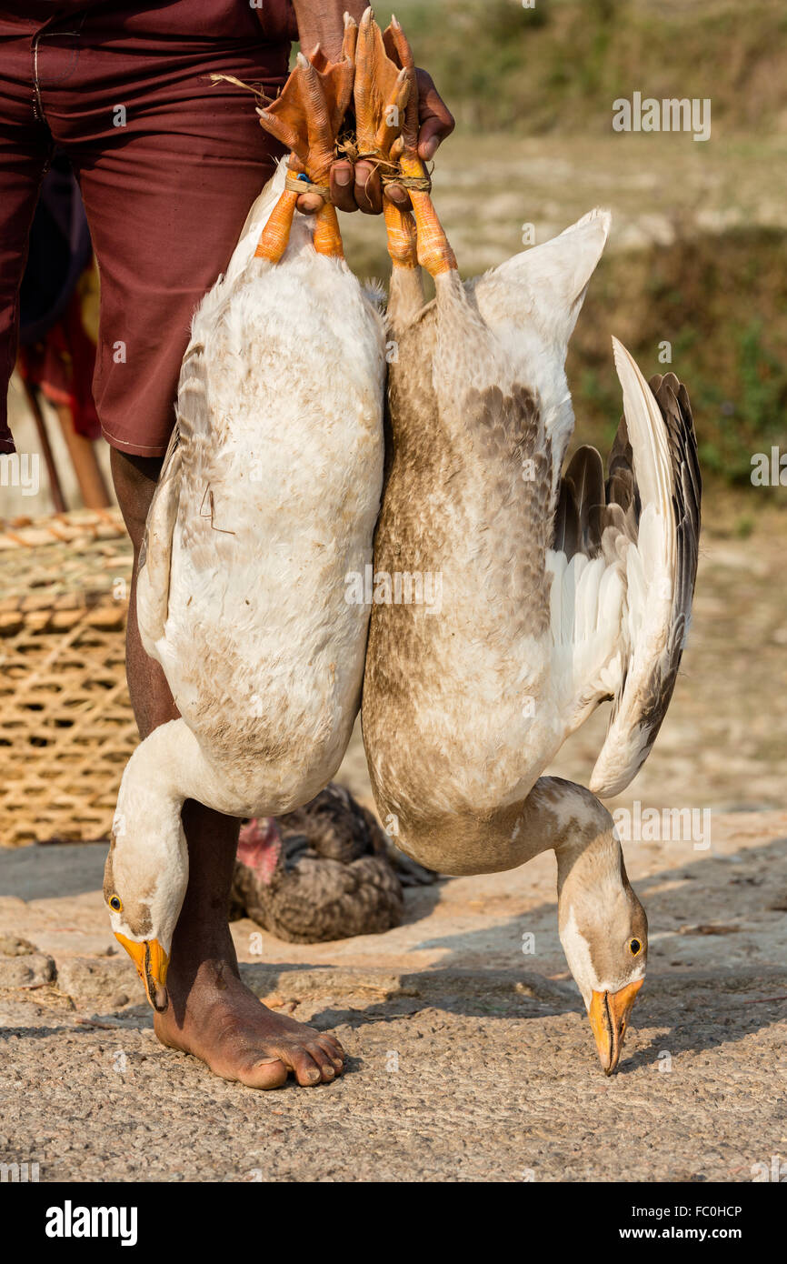 National 7,Chicken and goose sellers on the roadside between Antsirabe ...