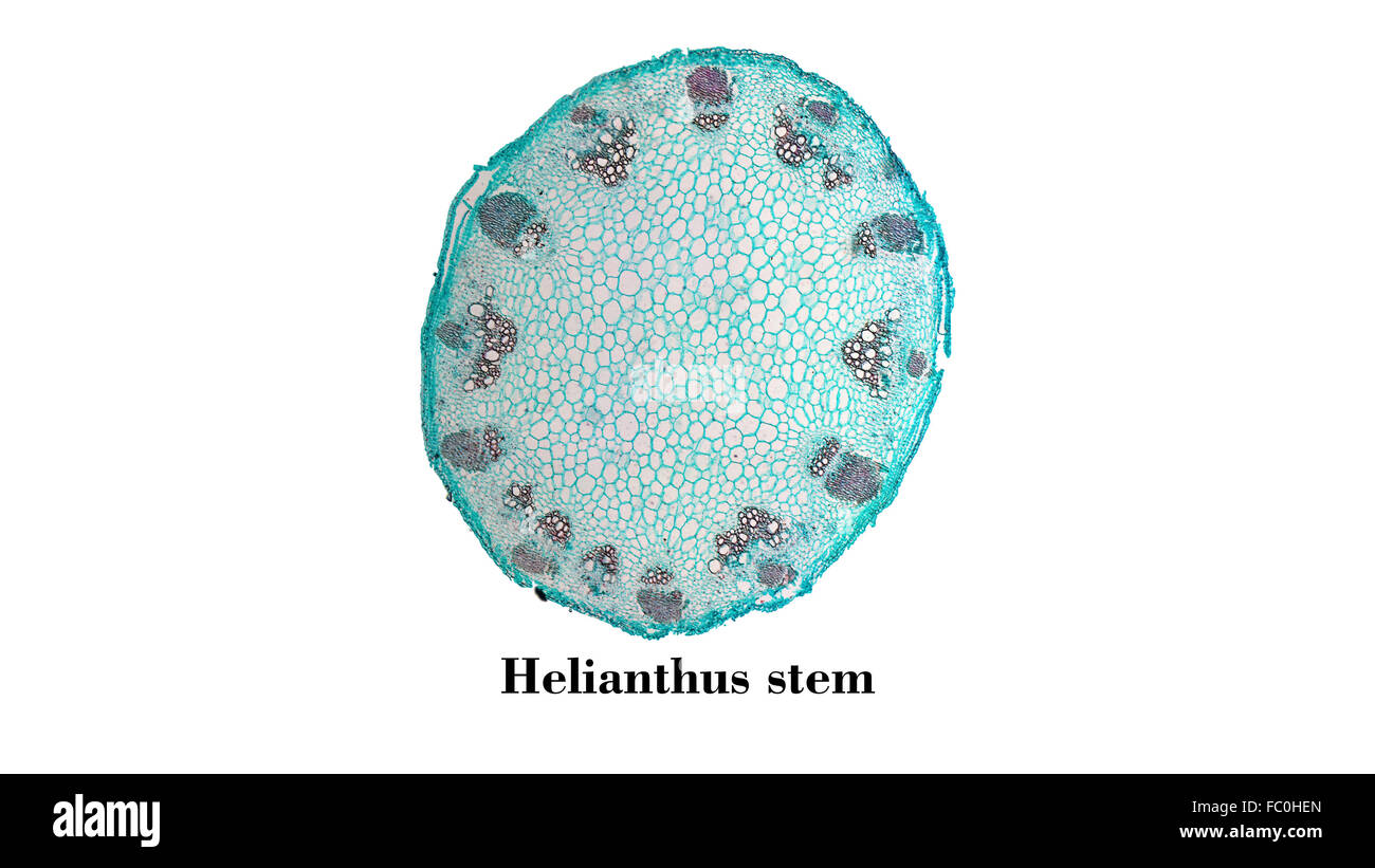 Light microscope cross section stem hi-res stock photography and images ...