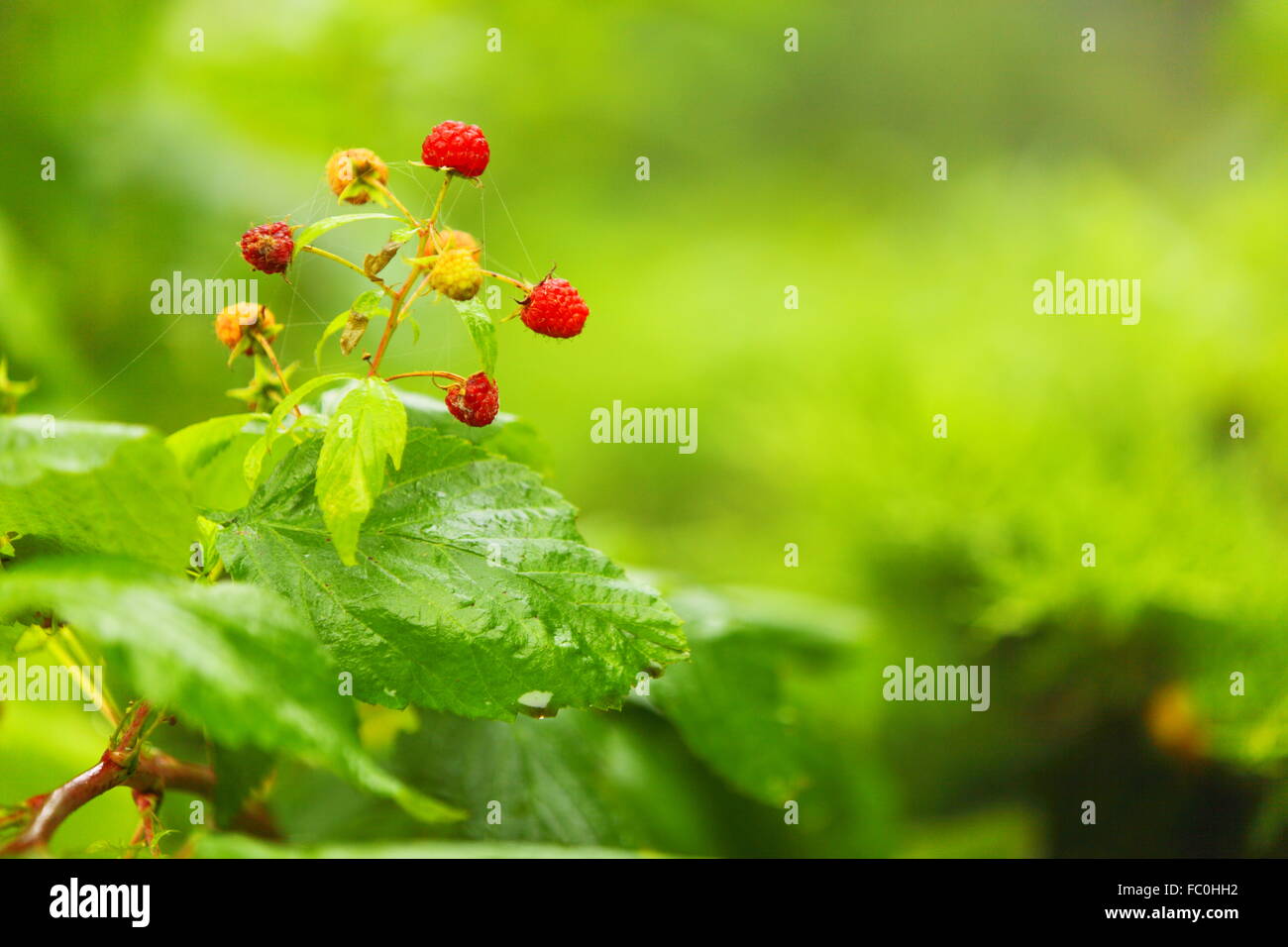 Growing branch of red berries raspberry in garden Stock Photo - Alamy