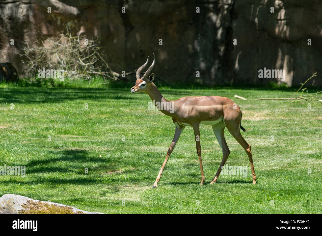 Gazelli speki hi-res stock photography and images - Alamy