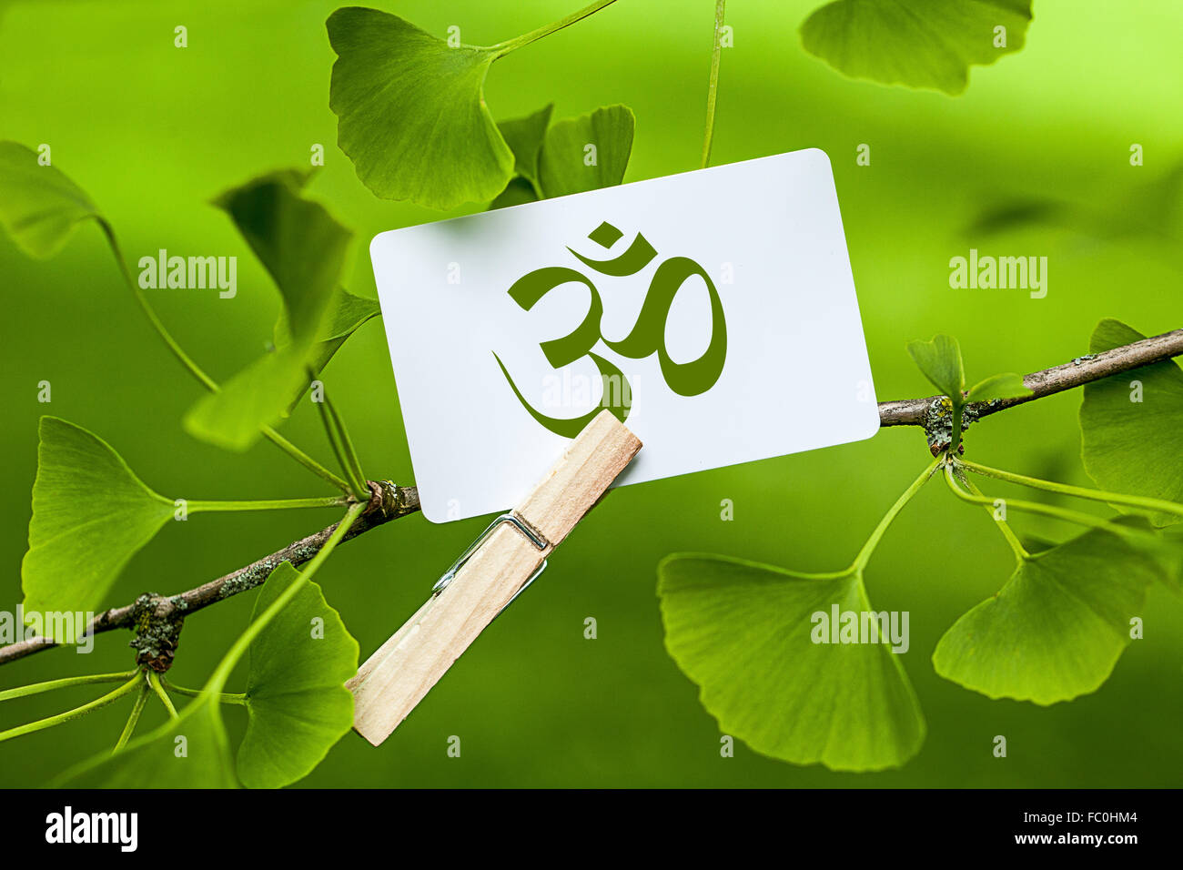 The Om Sign in a Ginkgo Tree Stock Photo - Alamy