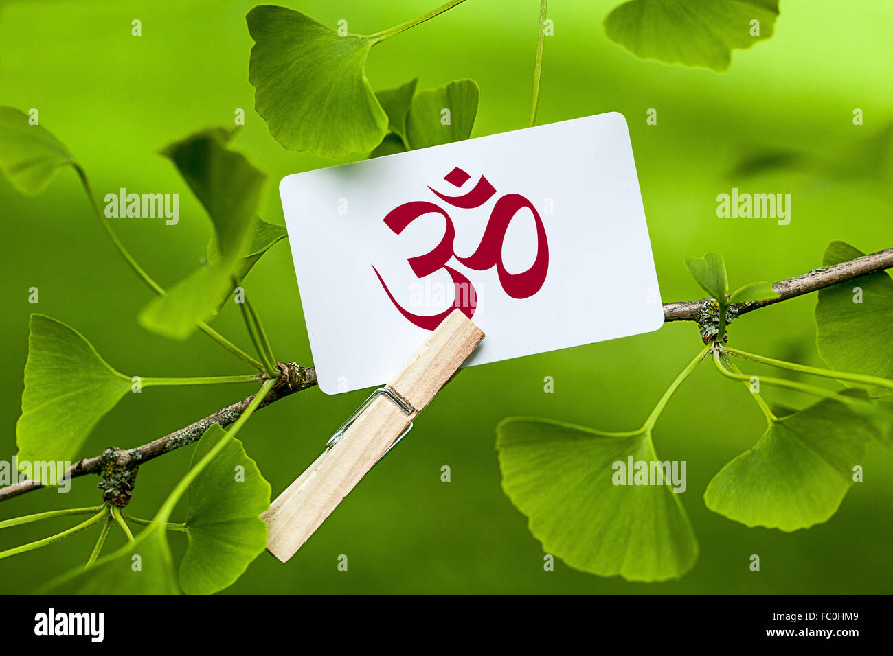 The Om Sign in a Ginkgo Tree Stock Photo - Alamy