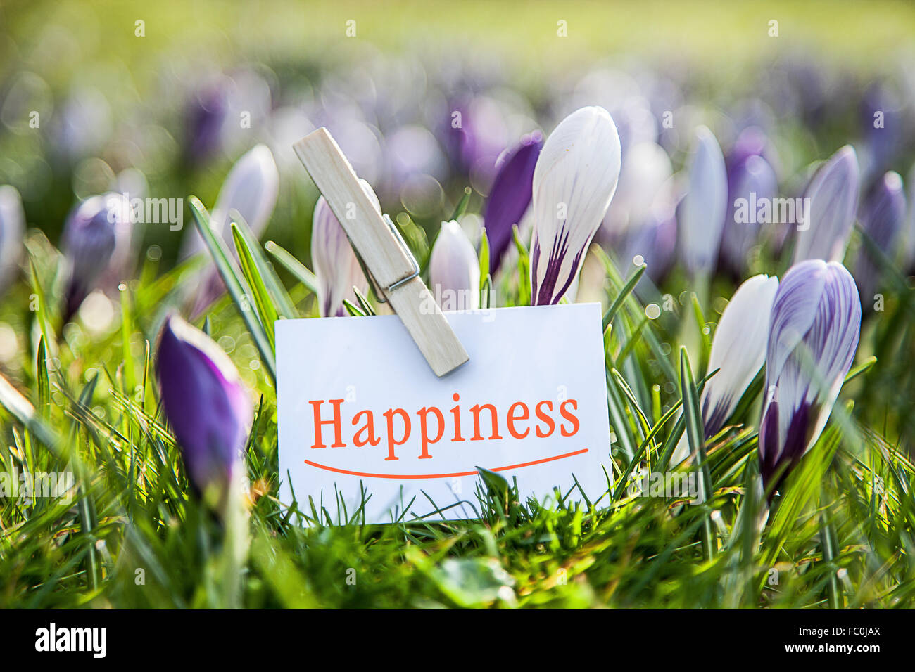 The Word „Happiness with crocuses Stock Photo - Alamy