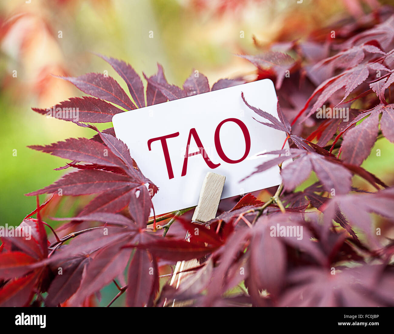 The Word „Tao in a fan-maple tree Stock Photo - Alamy
