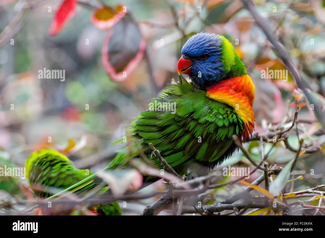 Regenbogen lori hi-res stock photography and images - Alamy