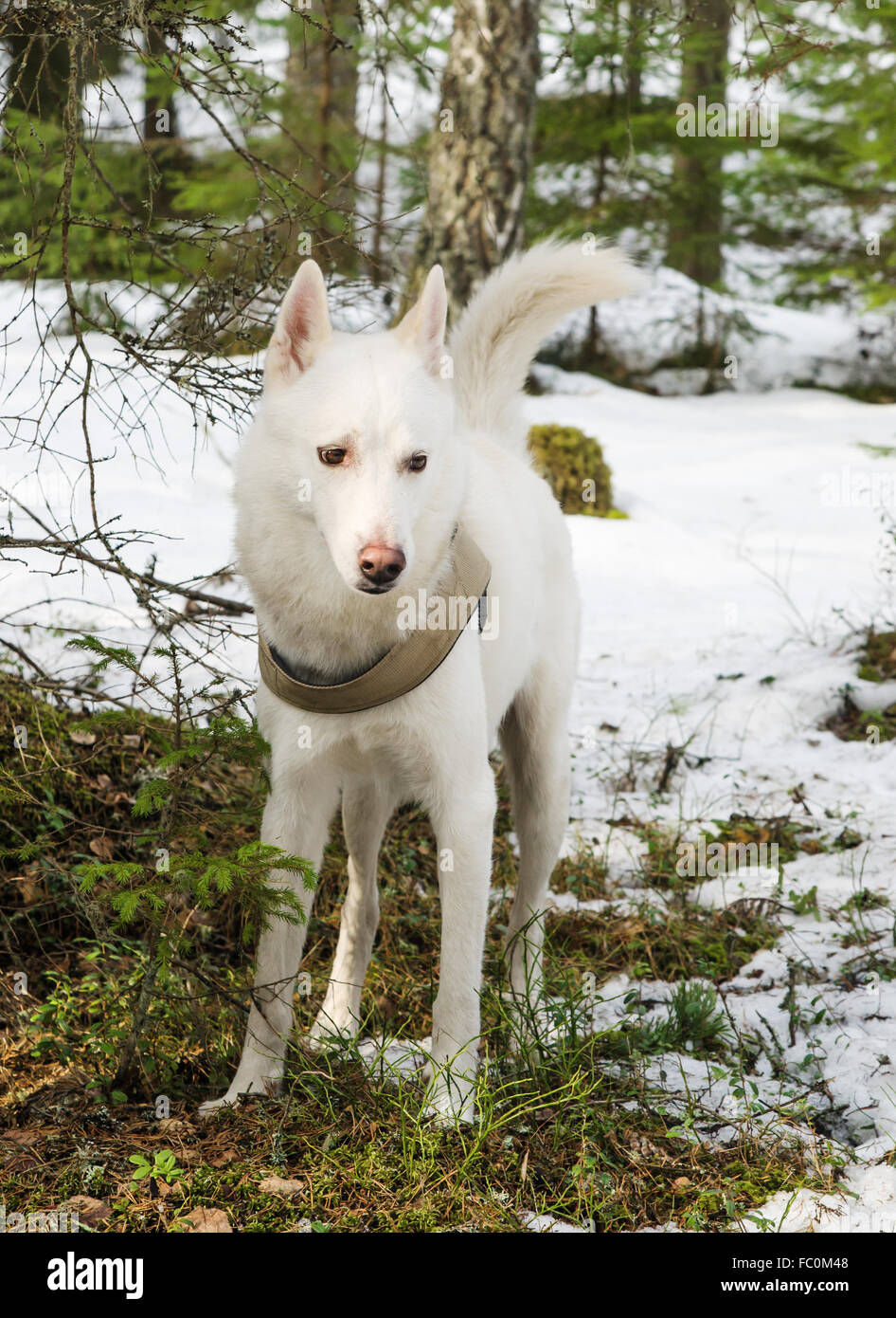 White Siberian Husky In Snow