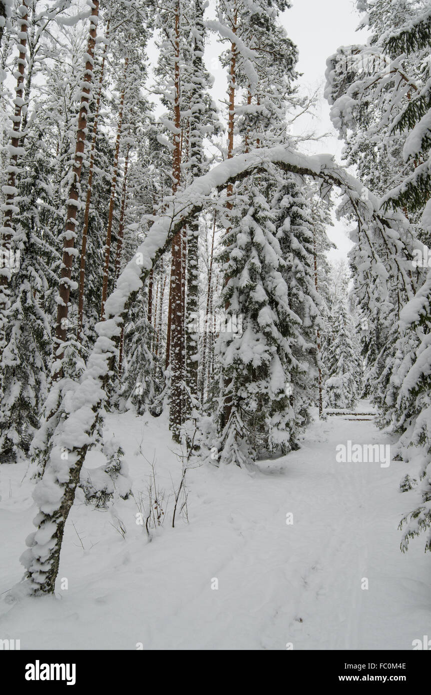 Estonia winter landscape hi-res stock photography and images - Alamy
