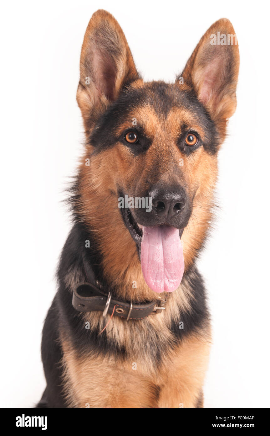White german shepherd cut out hi-res stock photography and images - Alamy